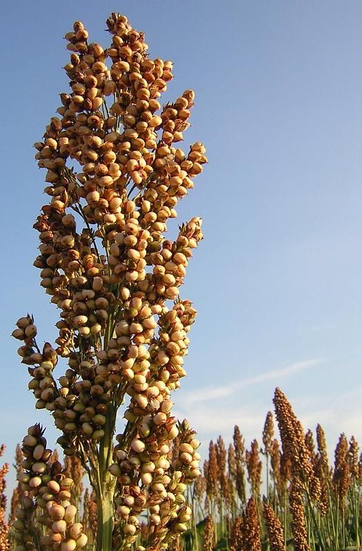 Sorgo, concimi e biostimolanti per cereali | ILSA S.p.A.
