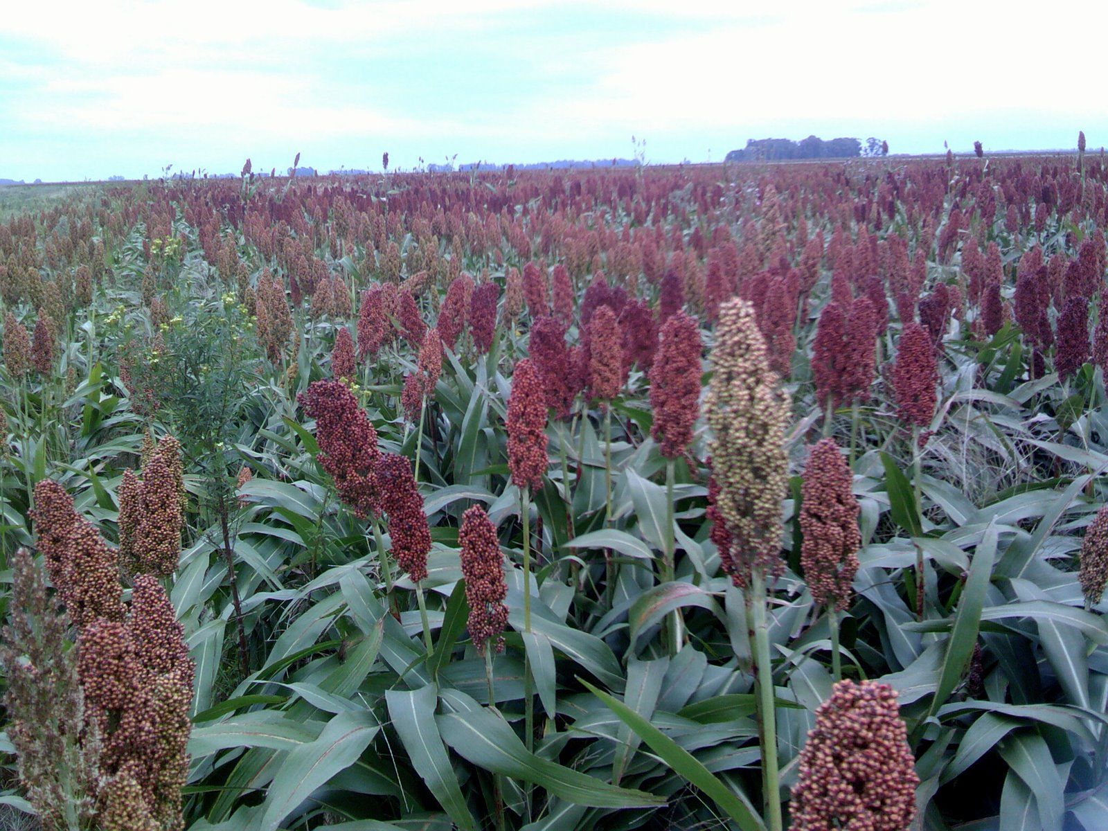 Sorgo, concimi e biostimolanti per cereali | ILSA S.p.A.