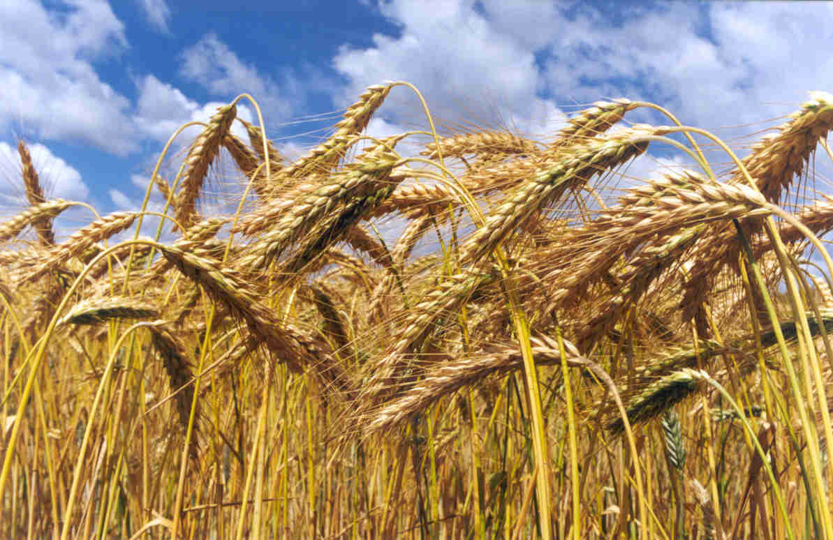 Triticale, concimi e biostimolanti per cereali | ILSA S.p.A.