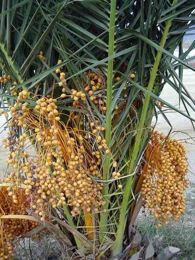 Palma da dattero, concimi e biostimolanti per dattero | ILSA S.p.A.