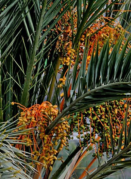 Palma da dattero, concimi e biostimolanti per dattero | ILSA S.p.A.