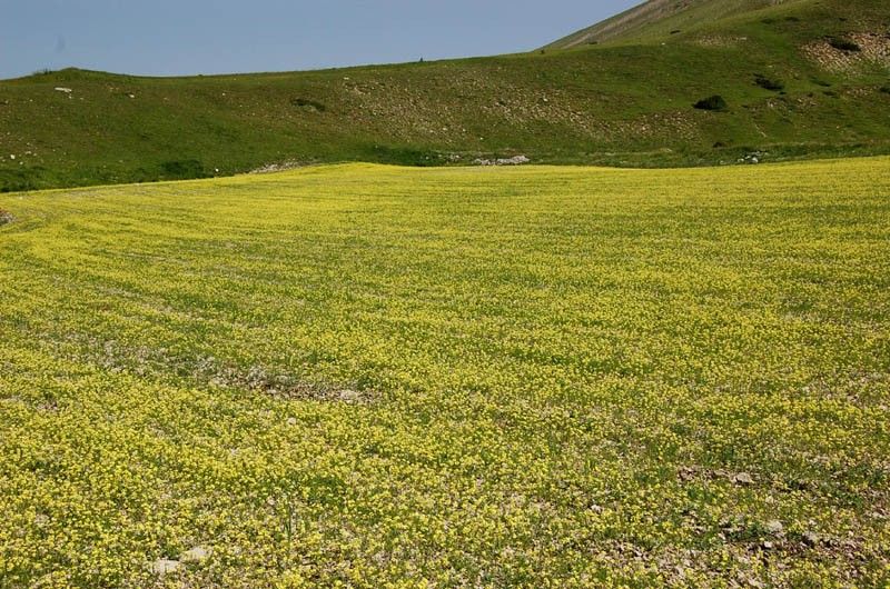 Lenticchia, concimi e biostimolanti per lenticchie | ILSA S.p.A.