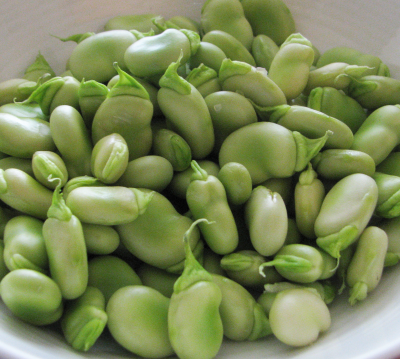 Fava, concimi e biostimolanti per la coltivazione delle fave | ILSA S.p.A.