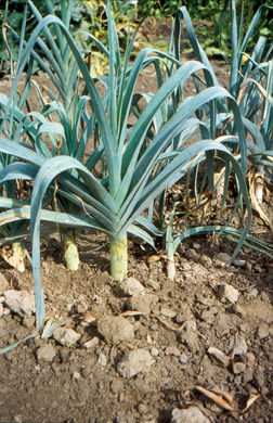 Porro,concimi e biostimolanti per ortaggi | ILSA S.p.A.