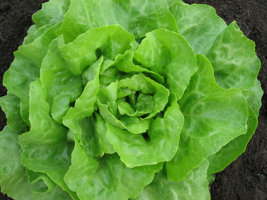 Lattuga, concimi e biostimolanti per ortaggi da foglia | ILSA S.p.A.