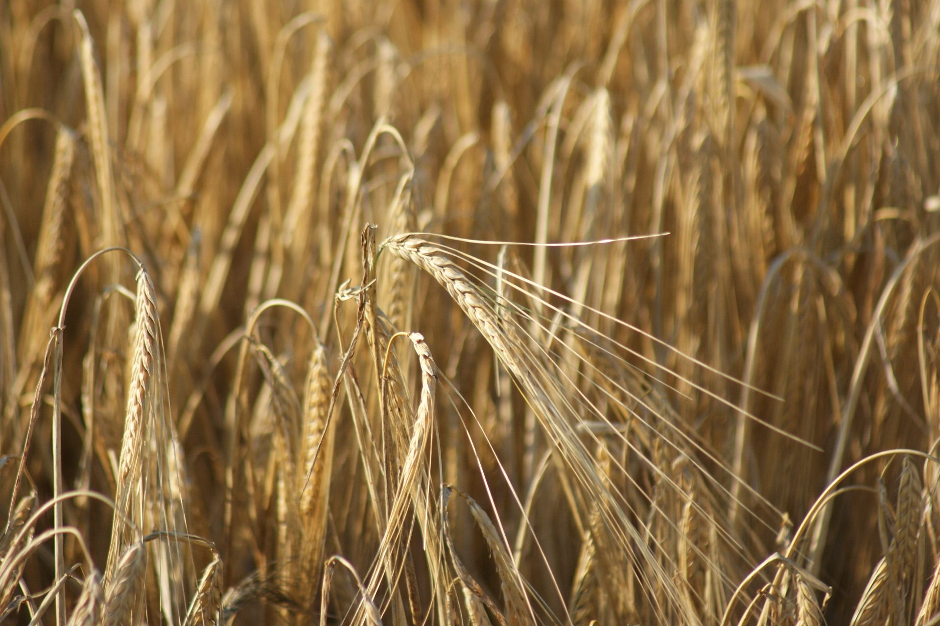 Frumento duro, concimi e biostimolanti per cereali | ILSA S.p.A.