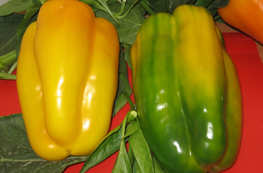 Peperone, concimi e biostimolanti per ortaggi | ILSA S.p.A.