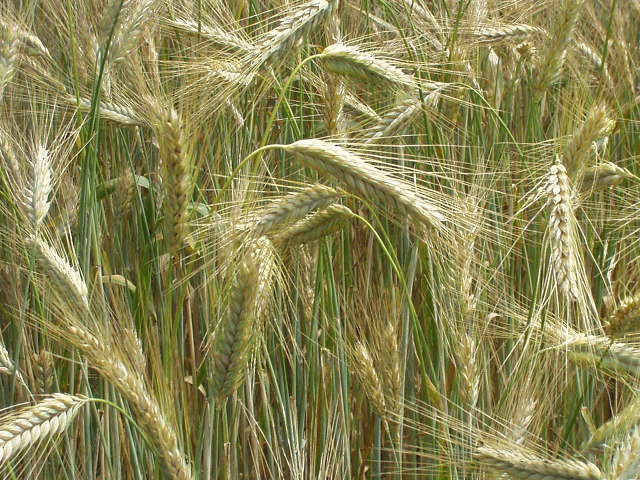 Segale, concimi e biostimolanti per cereali | ILSA S.p.A.