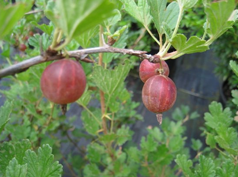 Uva spina, concimi e biostimolanti per frutta | ILSA S.p.A.