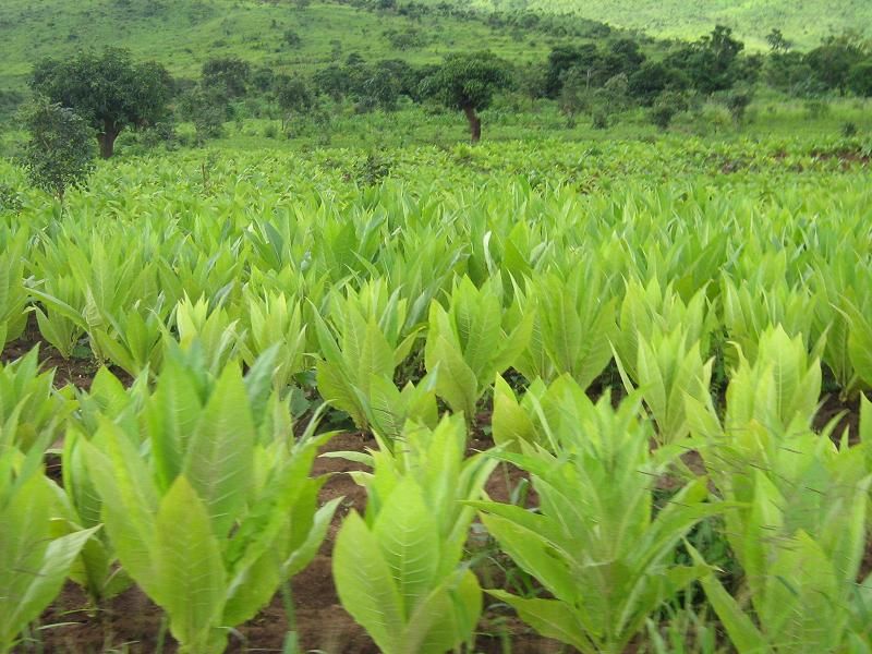 Tabacco, concimi e biostimolanti per coltivazioni industriali | ILSA S.p.A.